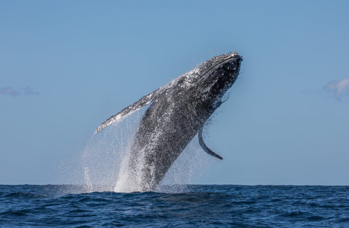 ¿Por qué las ballenas jorobadas eligen Samaná cada año?