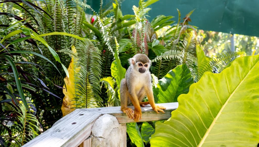 Monkeyland en Samaná - JackCana Tours